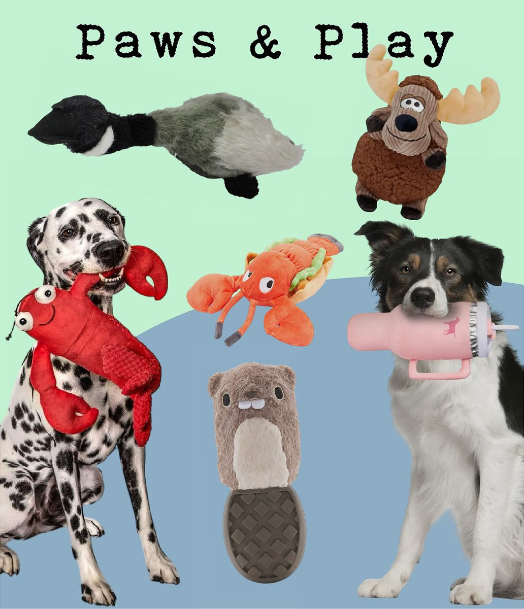 Paws & Play – Fifty8 and Maine